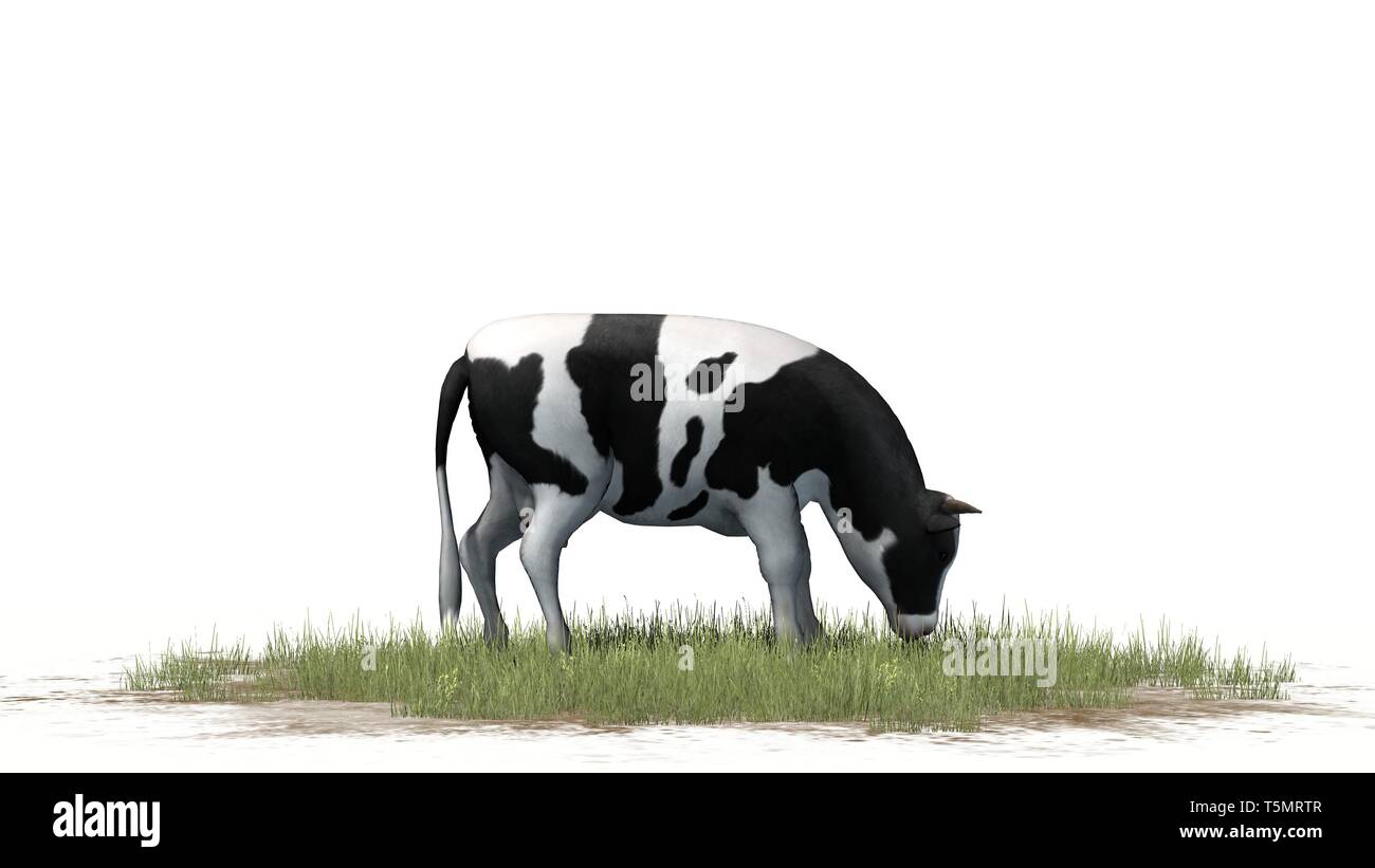 Isolated spotted cow in Cut Out Stock Images & Pictures - Alamy