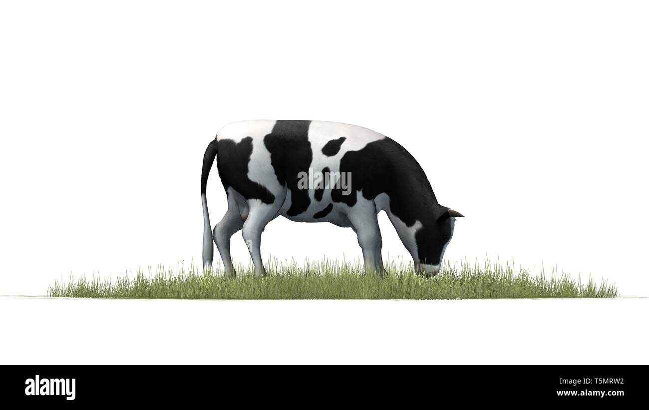 Cow in green grass Cut Out Stock Images & Pictures - Alamy