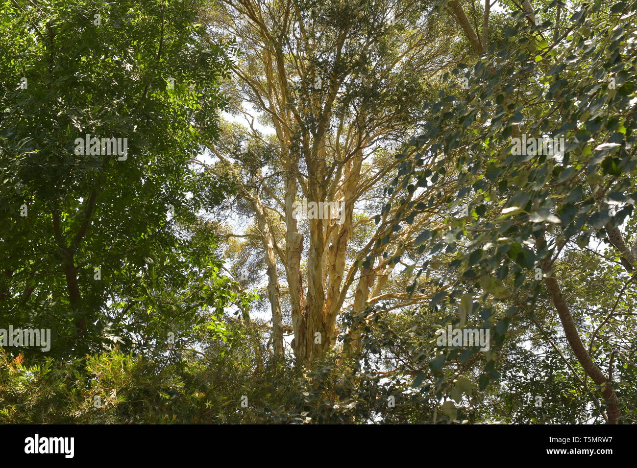 Dense treetops of forest in southeastern Australia in bright back light ...