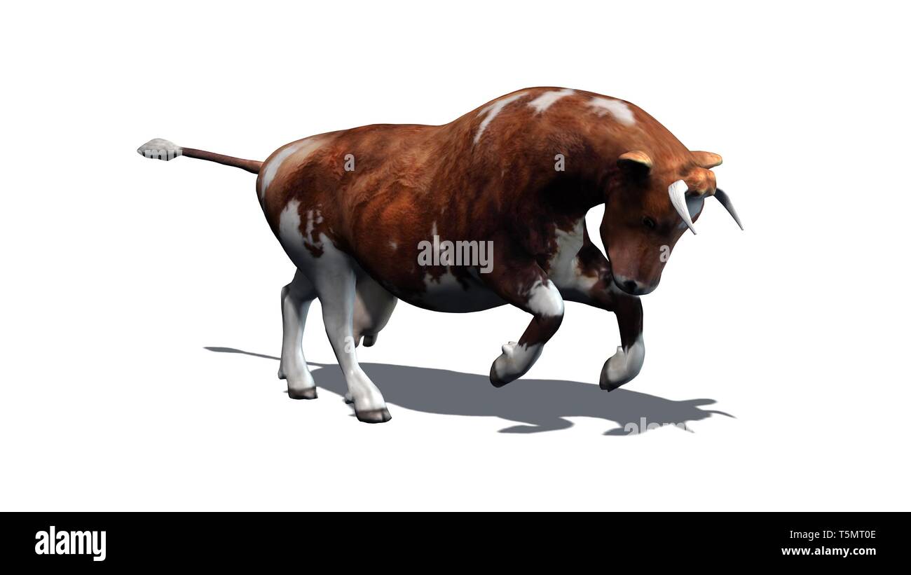 cow is attacking - isolated on white background Stock Photo - Alamy