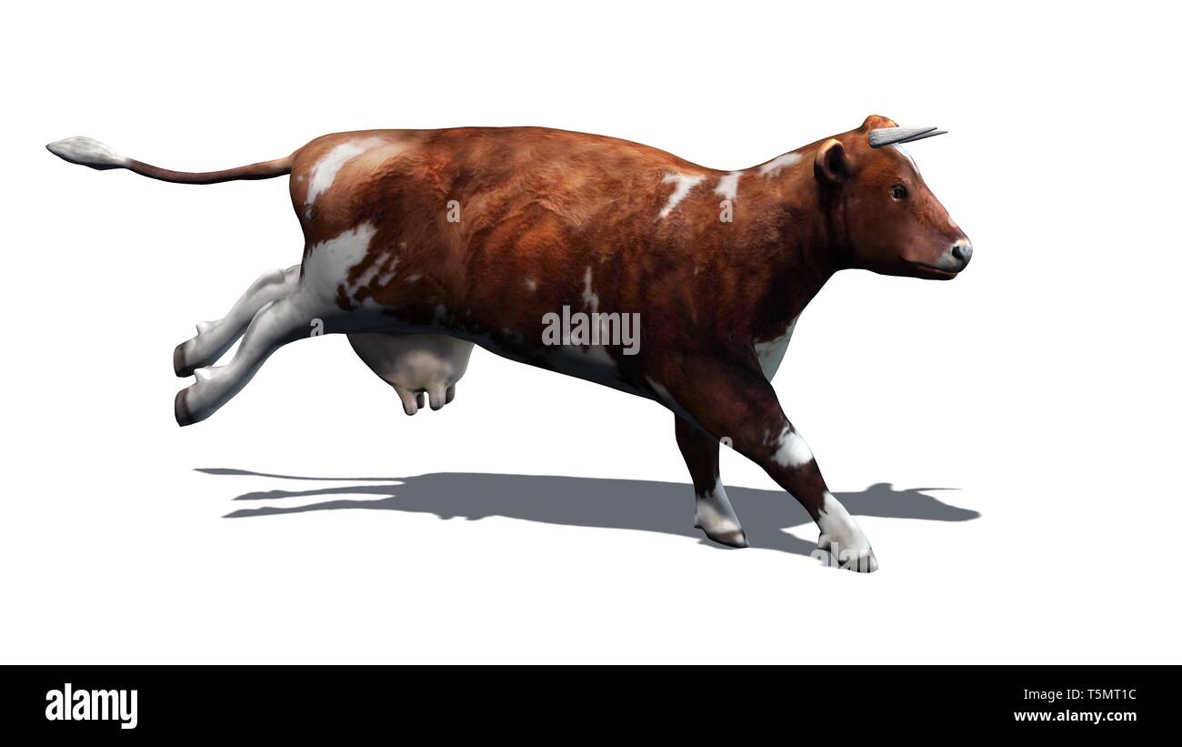 cow is running - isolated on white background Stock Photo - Alamy