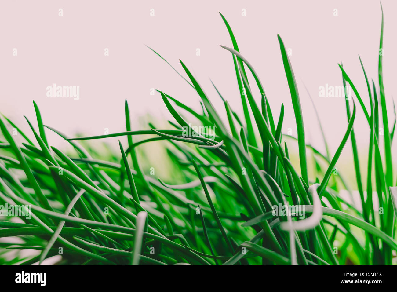 green grass, chives isolated on white background Stock Photo - Alamy