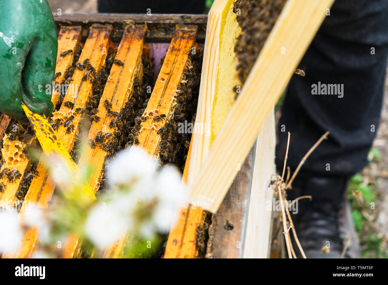 Man Covered Bees High Resolution Stock Photography and Images - Alamy