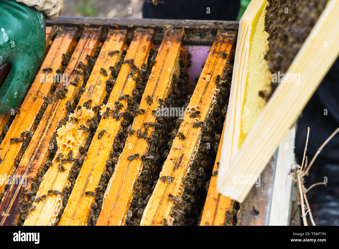The beekeeper supervises the production of honey in the bee bee ...