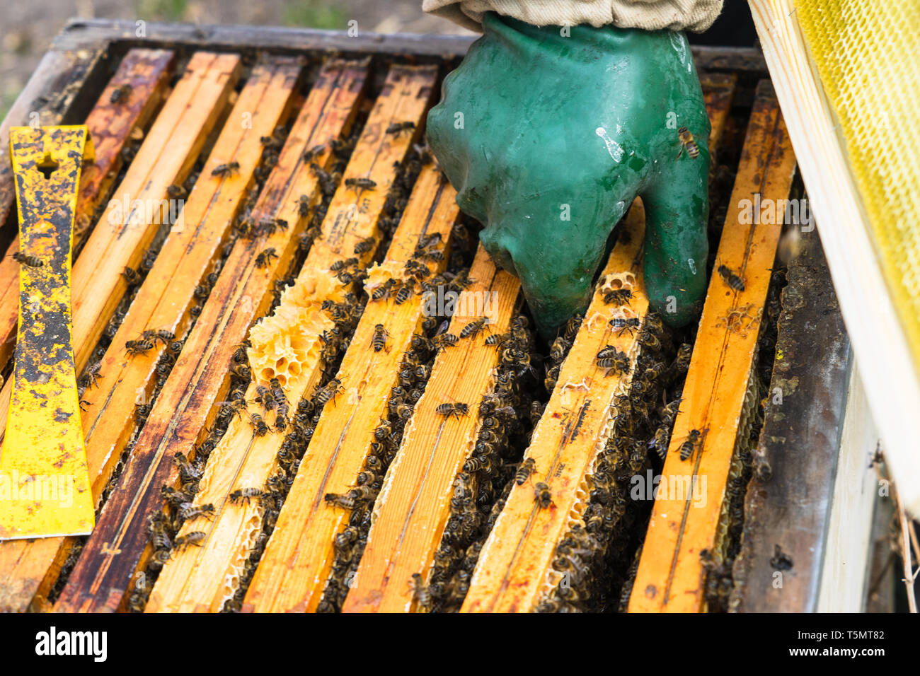 The beekeeper supervises the production of honey in the bee bee ...