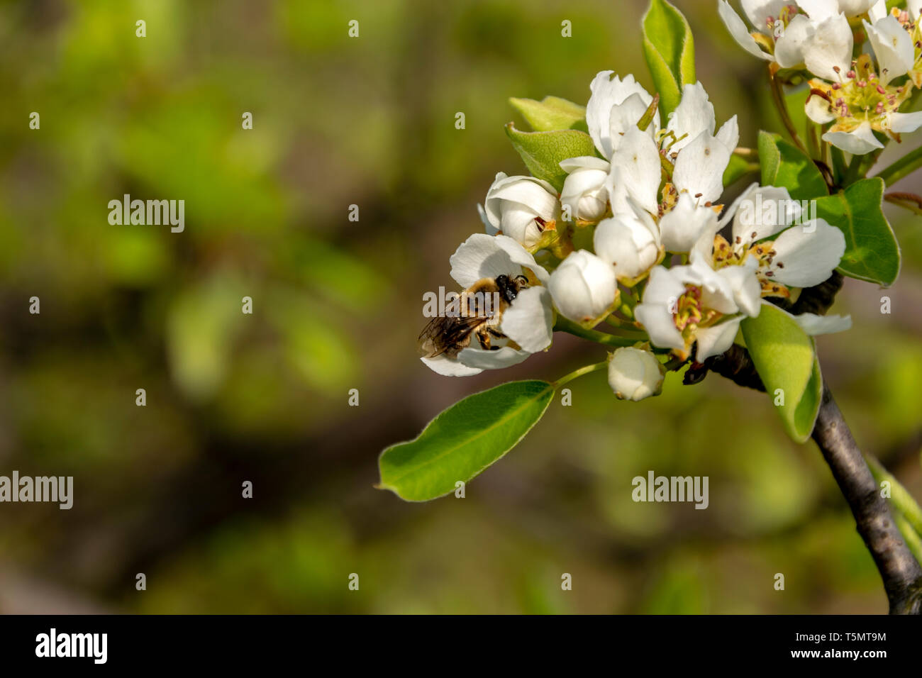 Bee apple tree hi-res stock photography and images - Alamy