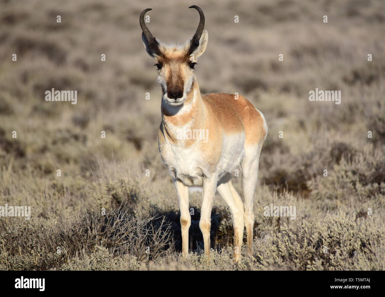 A pronghorn antelope stands in the sage steppe grasslands at Seedskadee ...