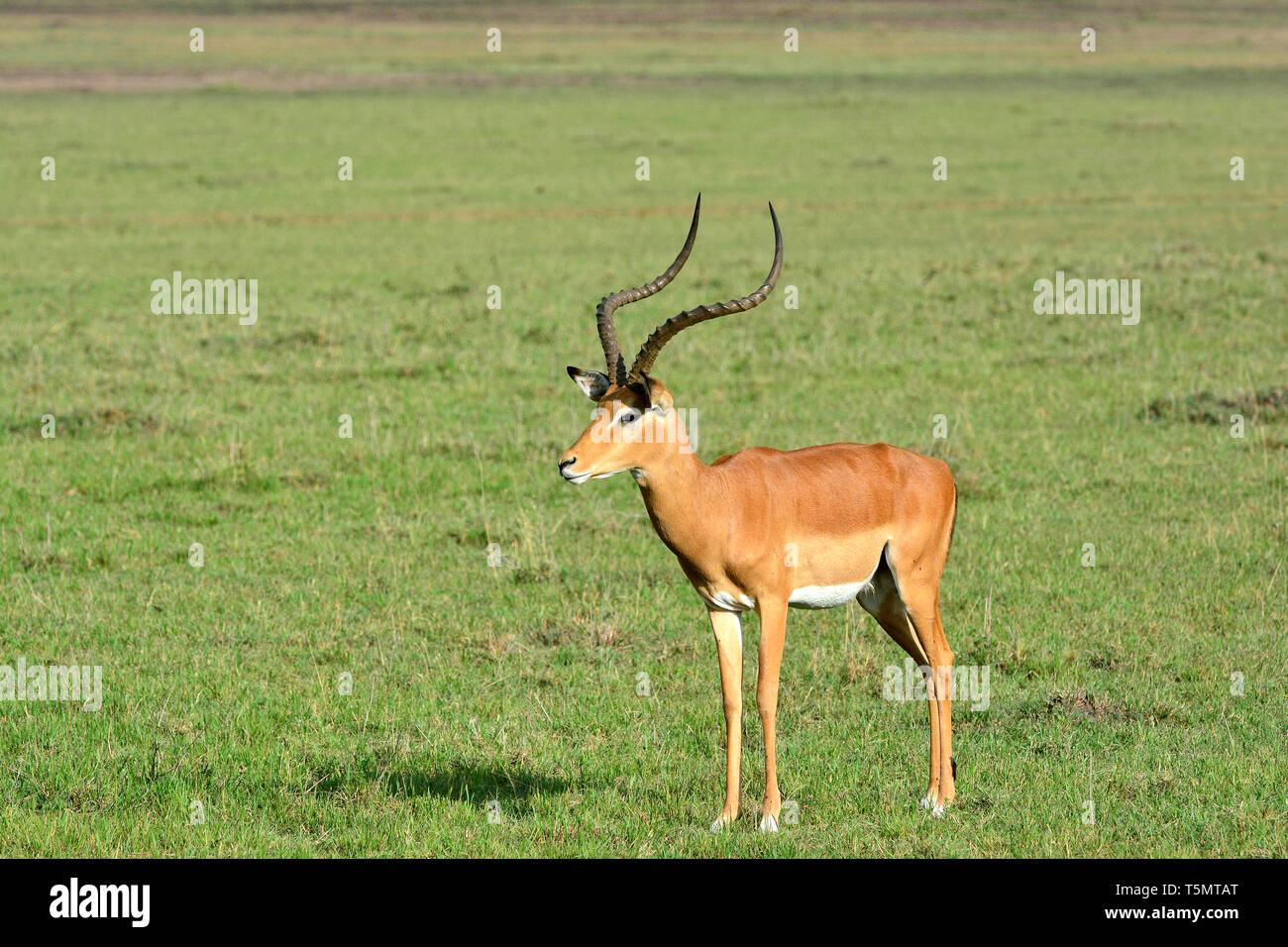 Aepyceros melampus, impala or rooibok, Impalas, Schwarzfersenantilope ...