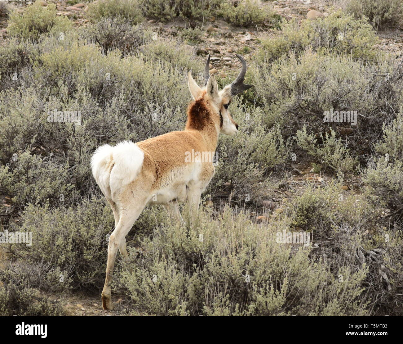 A pronghorn antelope forages in the sage steppe grasslands at ...