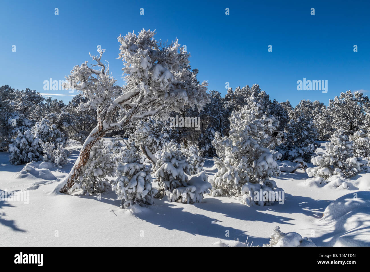 Trees near the Grand Canyon's south rim. Snow covers the trees, and ...
