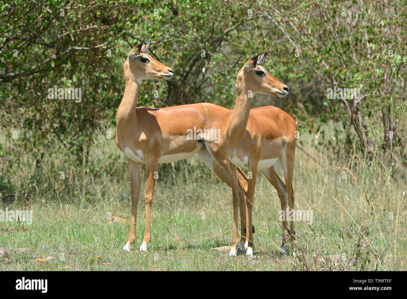 Aepyceros melampus, impala or rooibok, Impalas, Schwarzfersenantilope ...