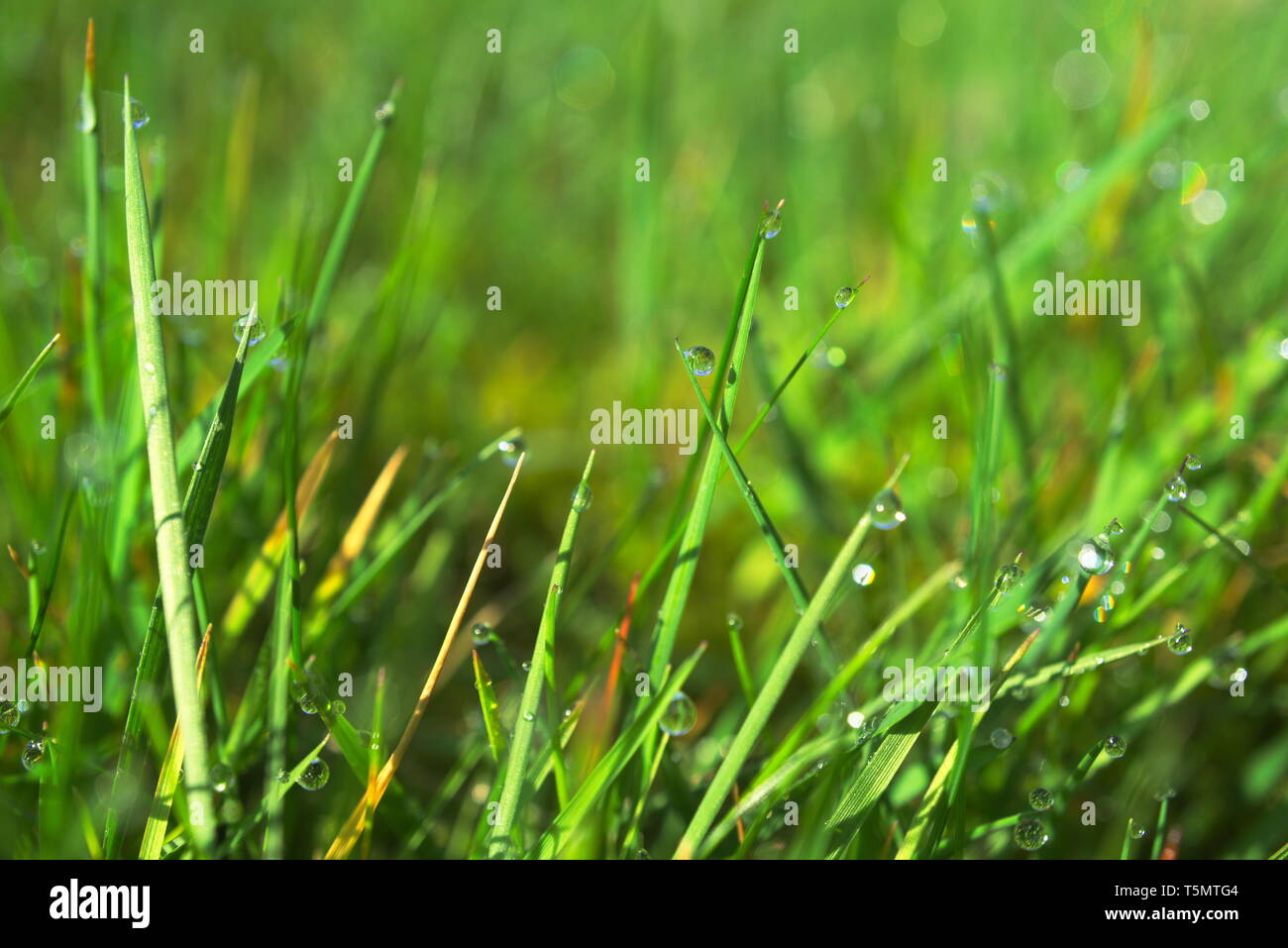 Drop water grass hi-res stock photography and images - Alamy