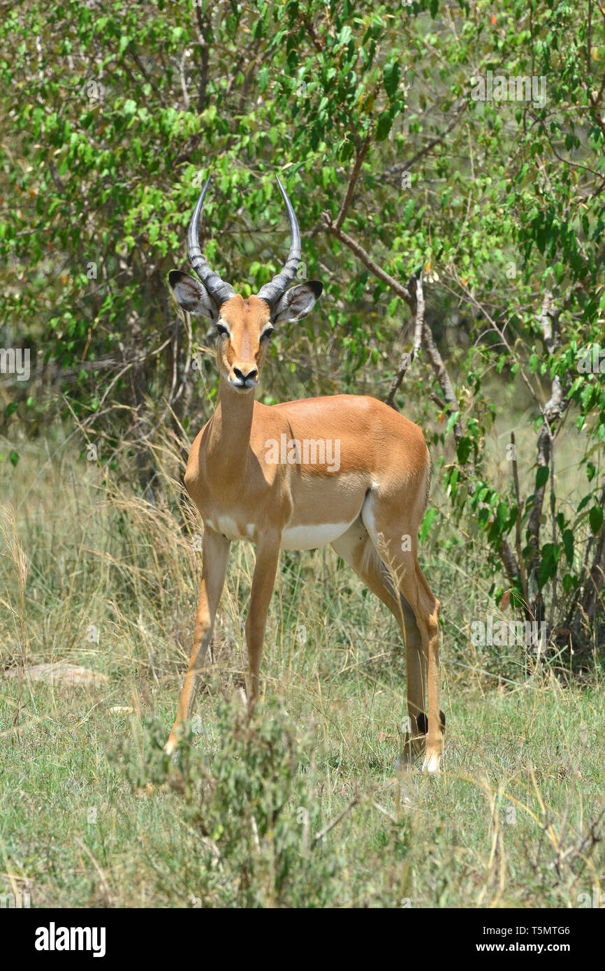 Aepyceros melampus, impala or rooibok, Impalas, Schwarzfersenantilope ...