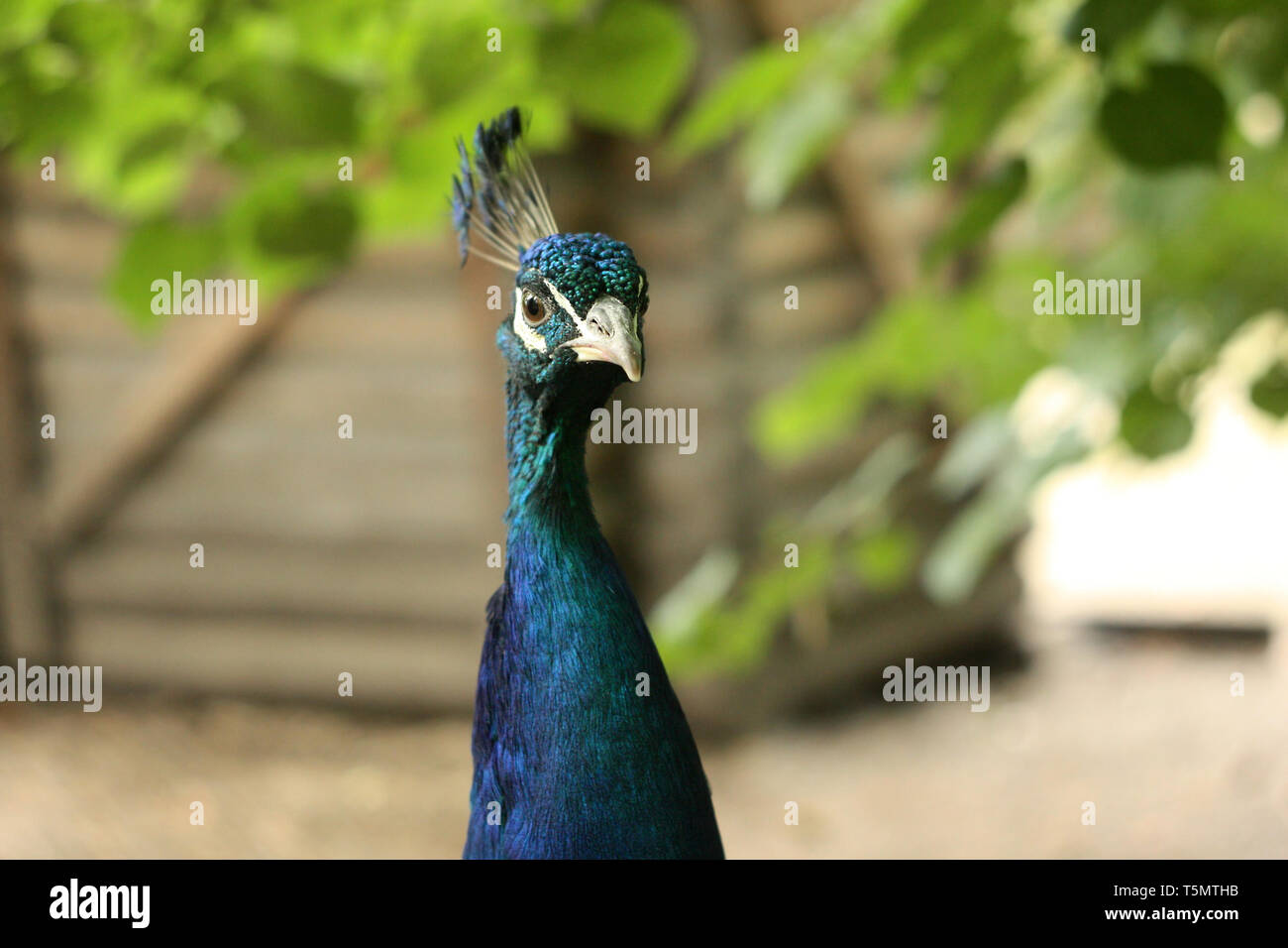 Peacock Front High Resolution Stock Photography and Images - Alamy
