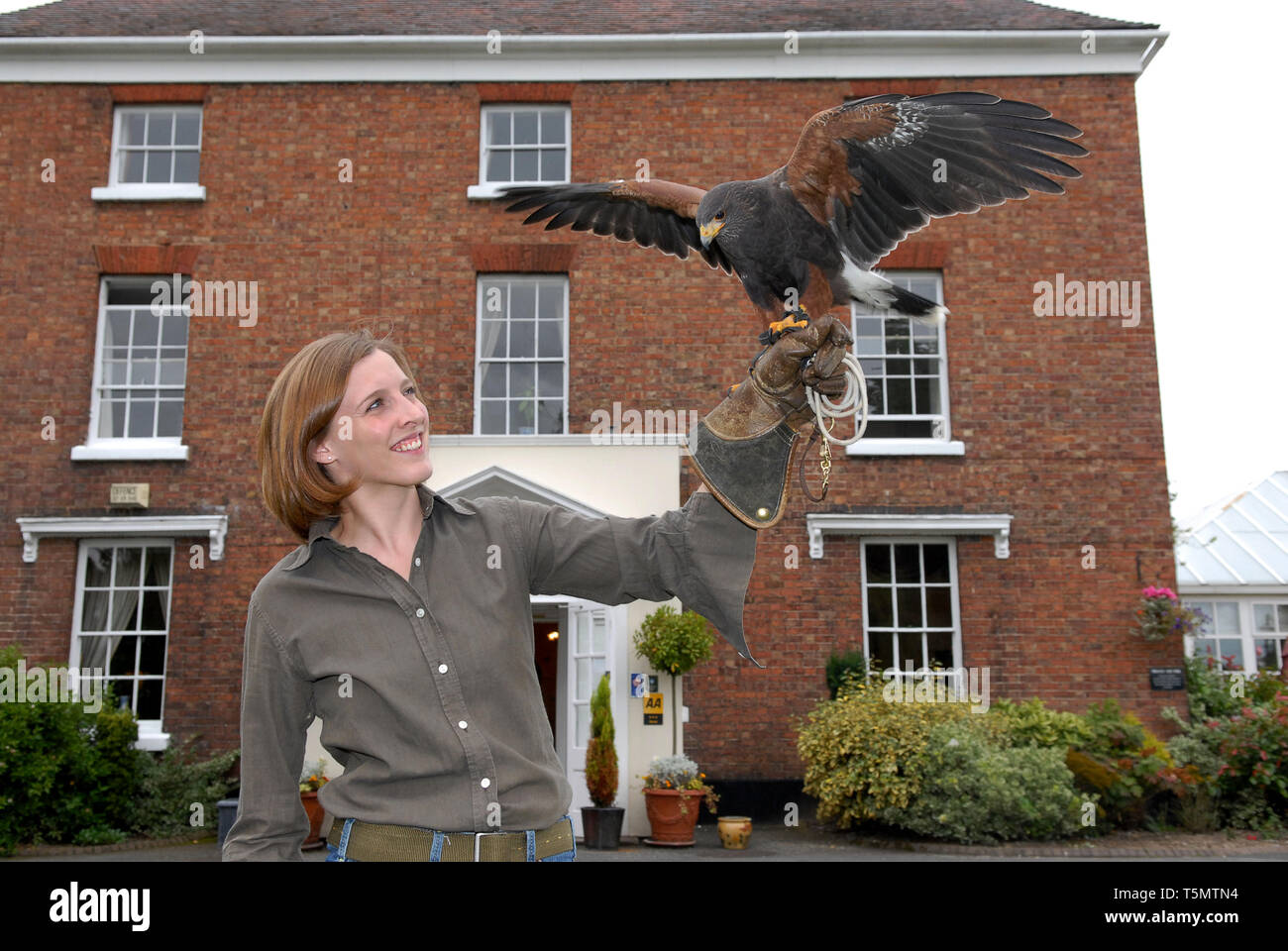 Female woman falconer with Harris Hawk in Britain Uk 2007 Stock Photo ...