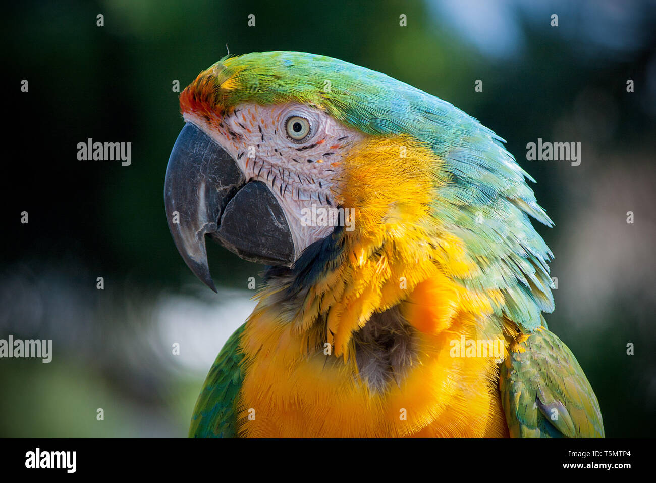 Blue parakeet hi-res stock photography and images - Alamy
