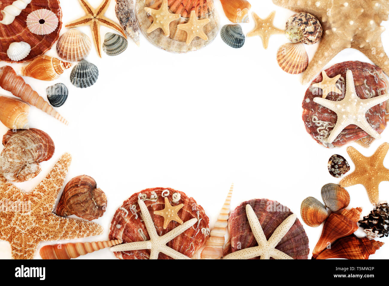 Seashell abstract background border on white with a selection of shells ...