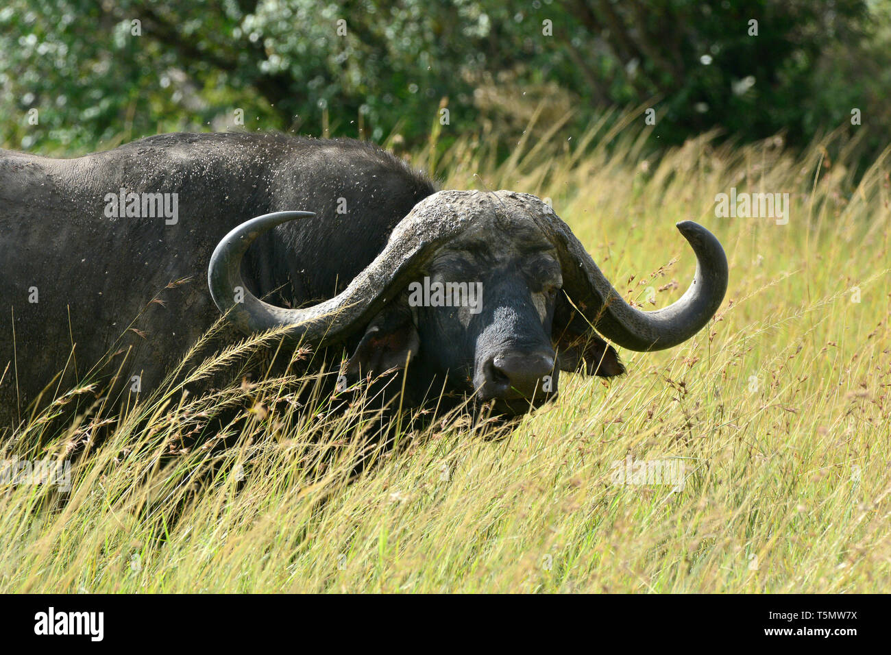 Kafferbivaly hi-res stock photography and images - Alamy