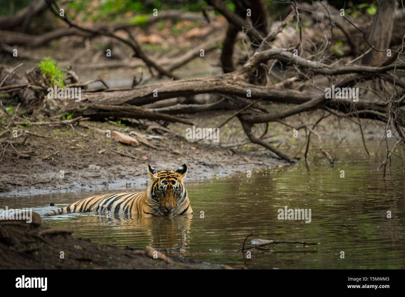 A bengal tiger (panthera tigris) closeup face quenching her thirst and ...