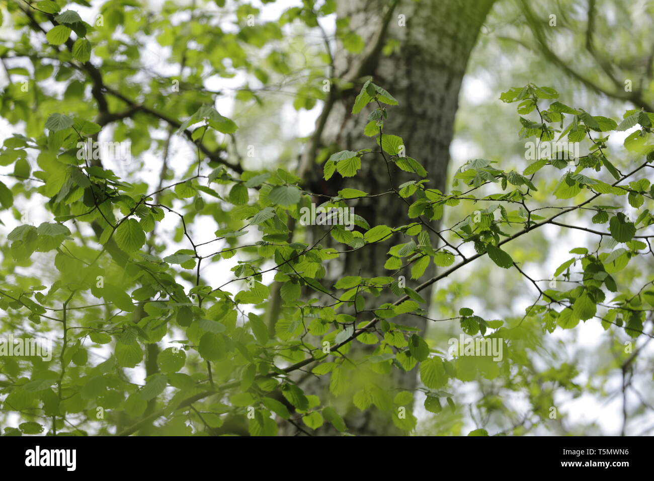 New leaves on a tree in the spring Stock Photo - Alamy