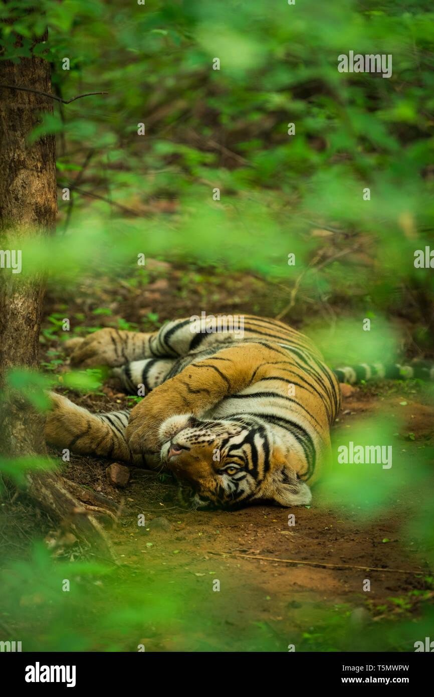 A bengal tiger (panthera tigris) closeup face in a green background at ...