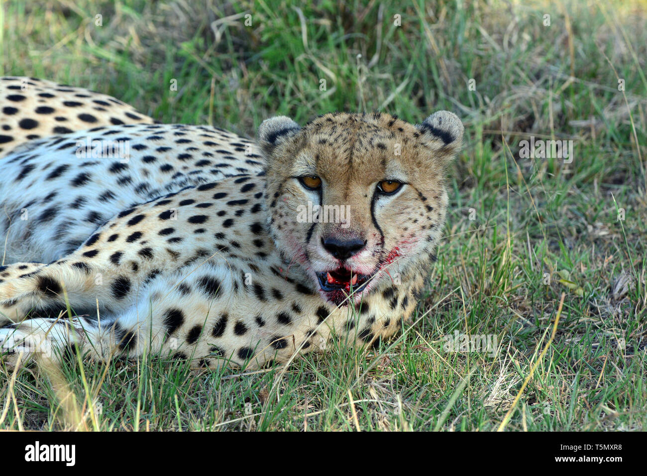 cheetah, Gepard, Acinonyx jubatus, gepárd. Maasai Mara Stock Photo - Alamy