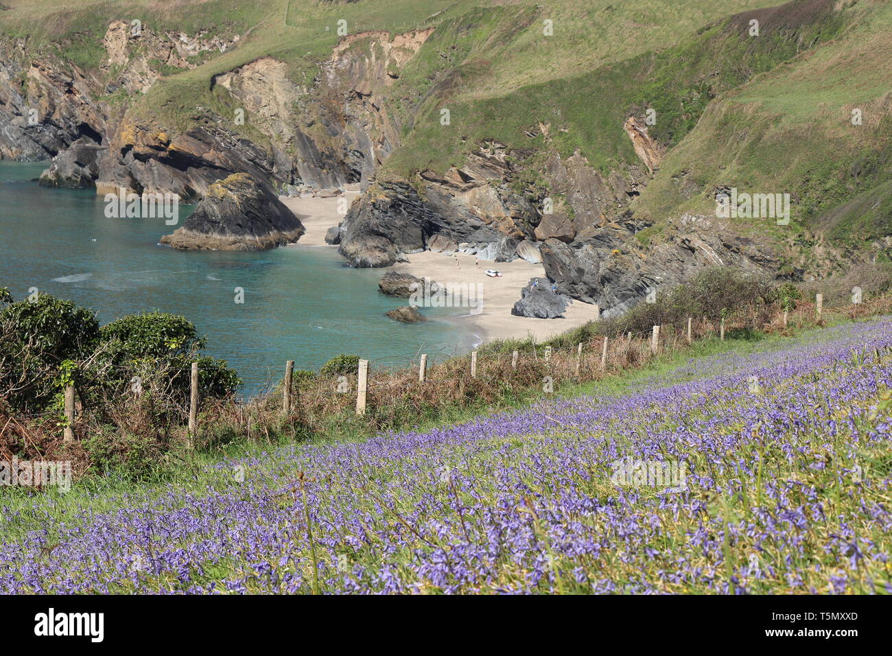 Spring in cornwall hi-res stock photography and images - Alamy