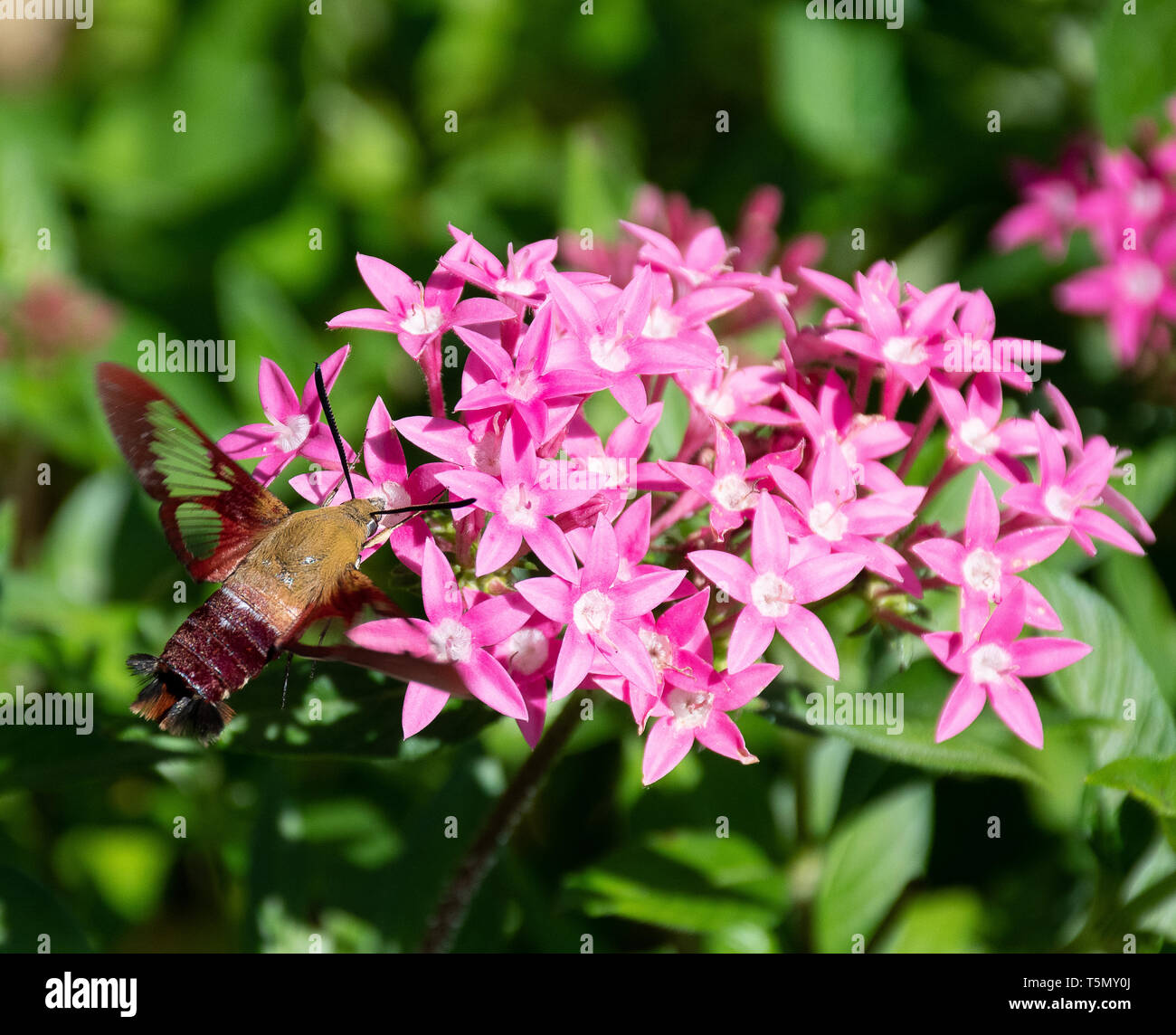 Pink hummingbird hi-res stock photography and images - Alamy