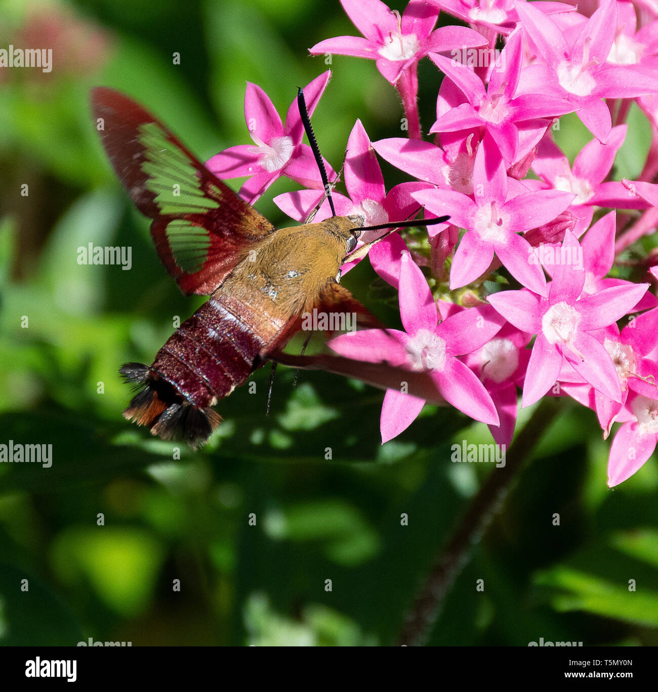 Clearwing hummingbird moth hi-res stock photography and images - Alamy