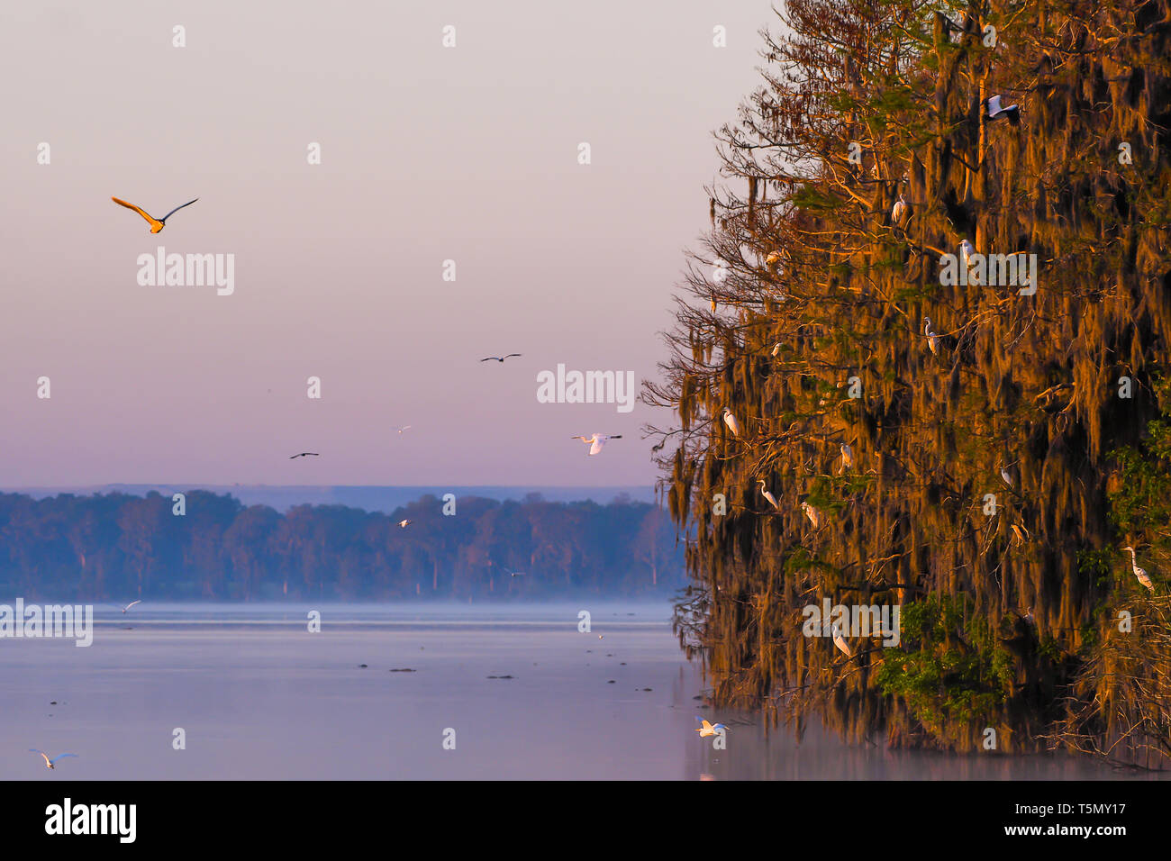 Birds flying by trees hi-res stock photography and images - Alamy