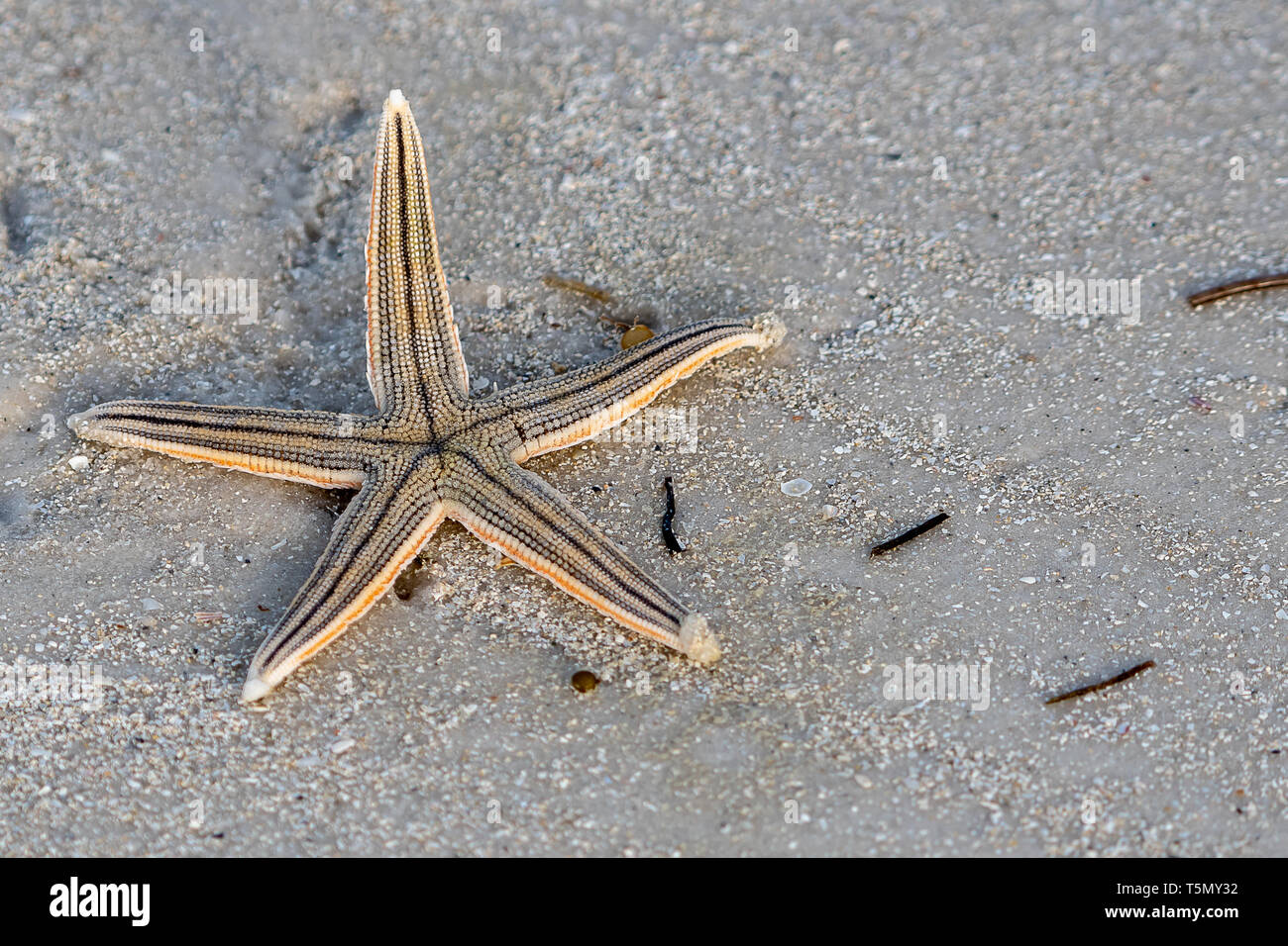 Starfish shell hi-res stock photography and images - Alamy