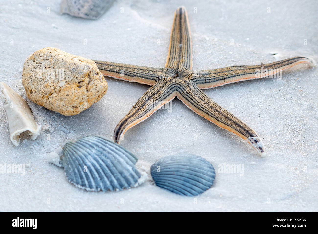 Starfish and seashells on sand beach hi-res stock photography and ...