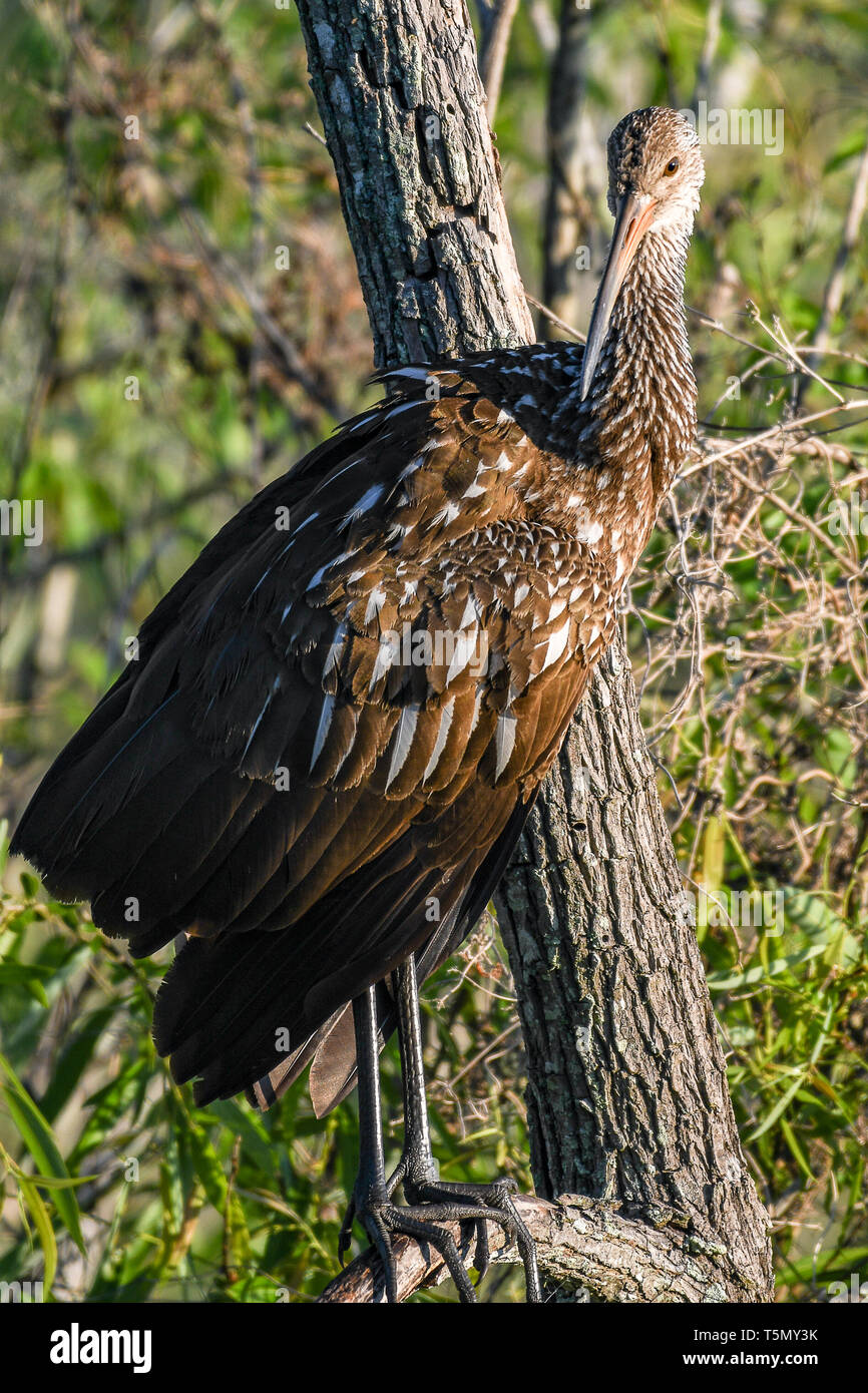 Limpkin hunting hi-res stock photography and images - Alamy