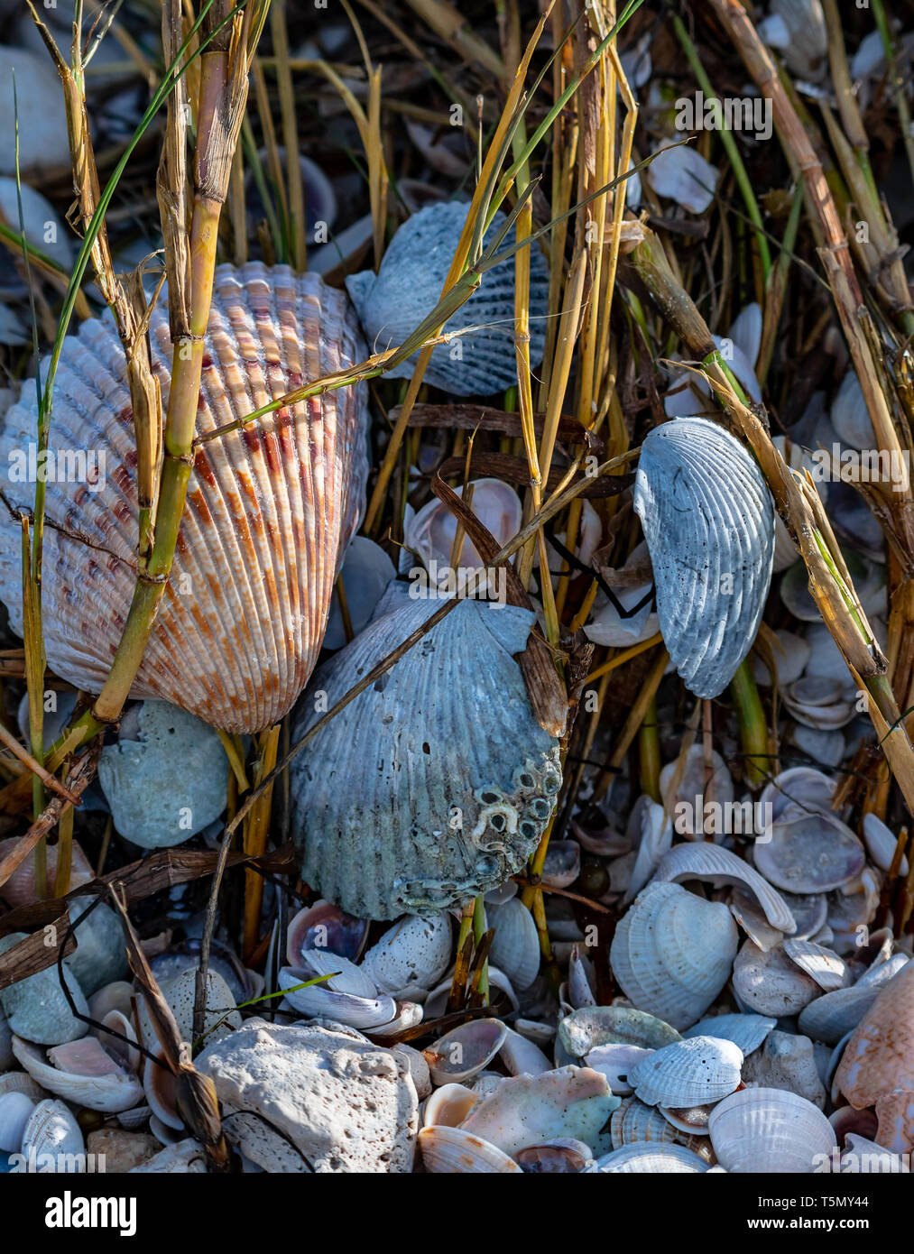Seashells on the beach Stock Photo - Alamy
