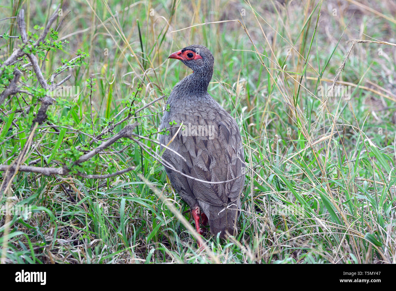 red-necked spurfowl or red-necked francolin, Pternistis afer ...