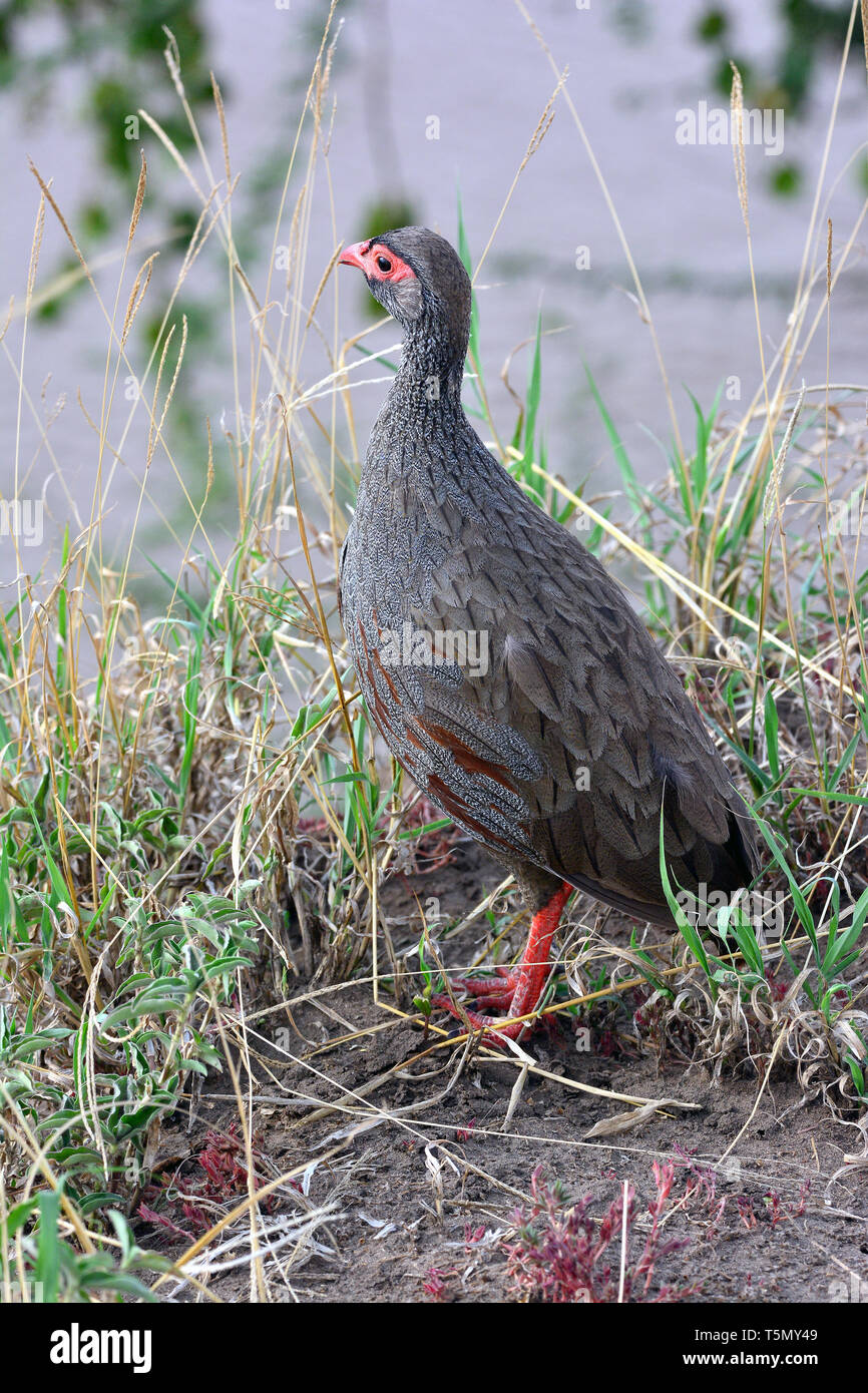 Vorosnyaku frankolin hi-res stock photography and images - Alamy