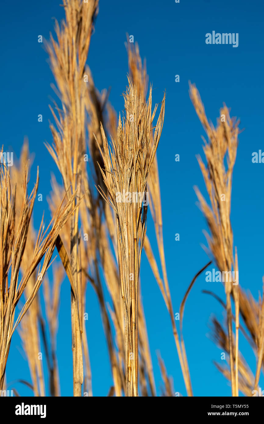 Tall tan grass hi-res stock photography and images - Alamy