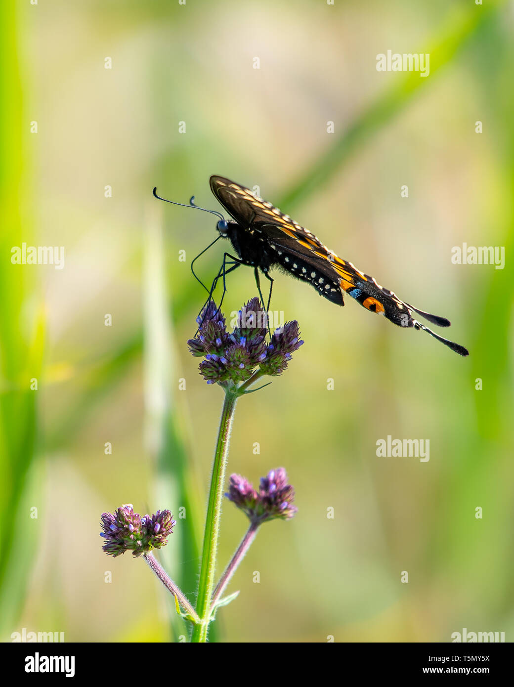 Butterfly tail hi-res stock photography and images - Alamy