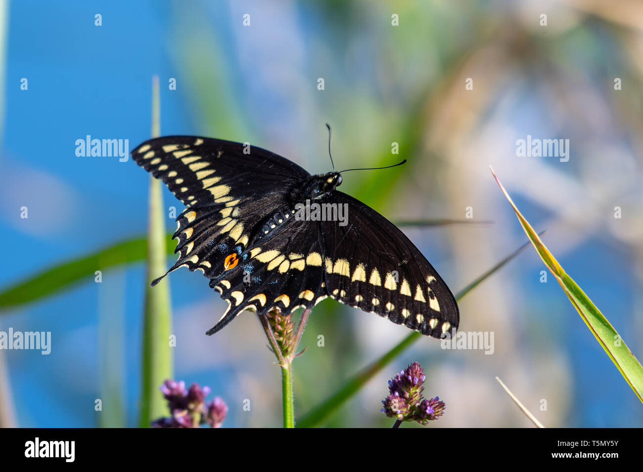 Swallow tail butterfly sitting on a flower Stock Photo - Alamy