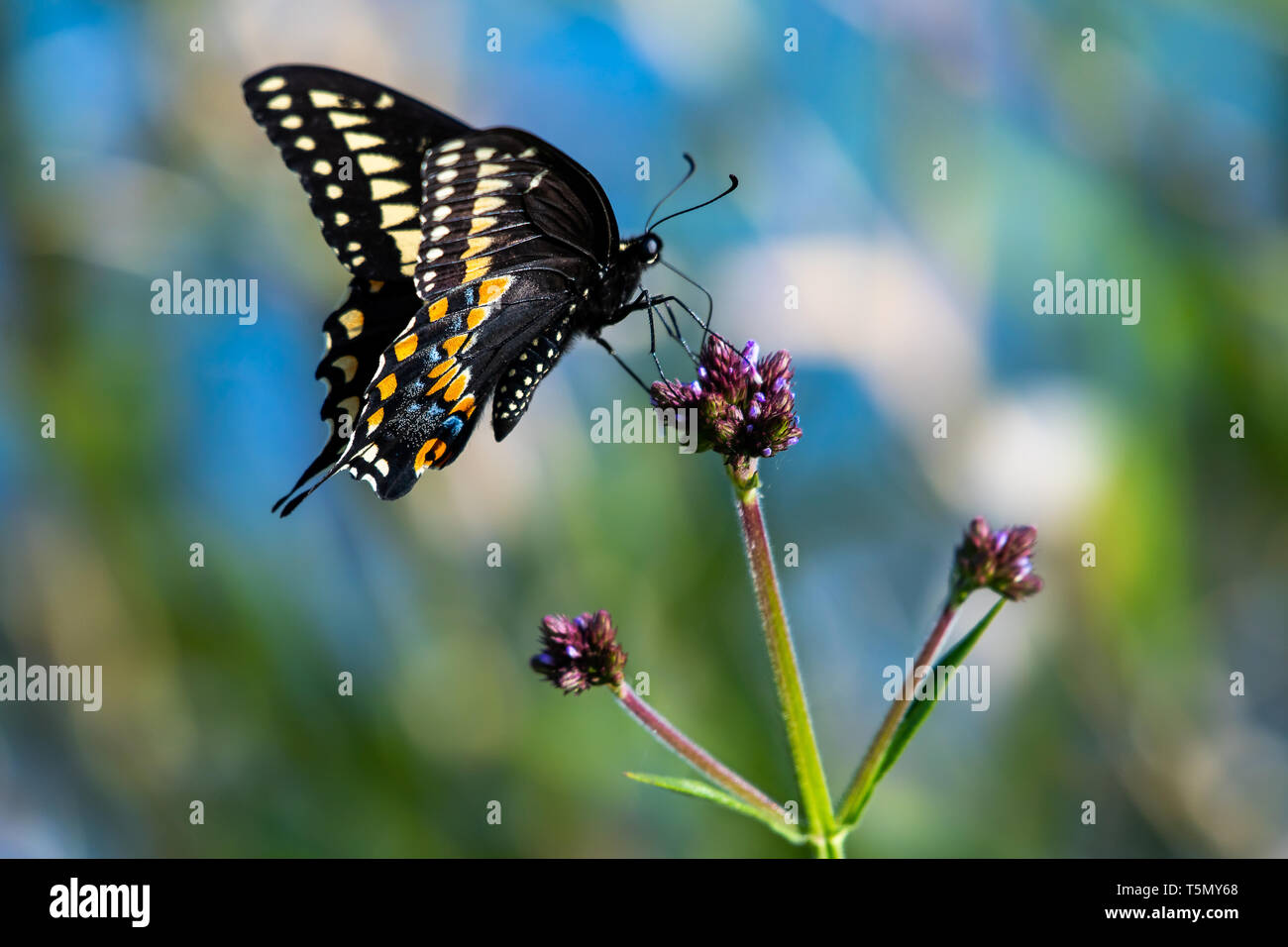 Swallow tail butterfly sitting on a flower Stock Photo - Alamy