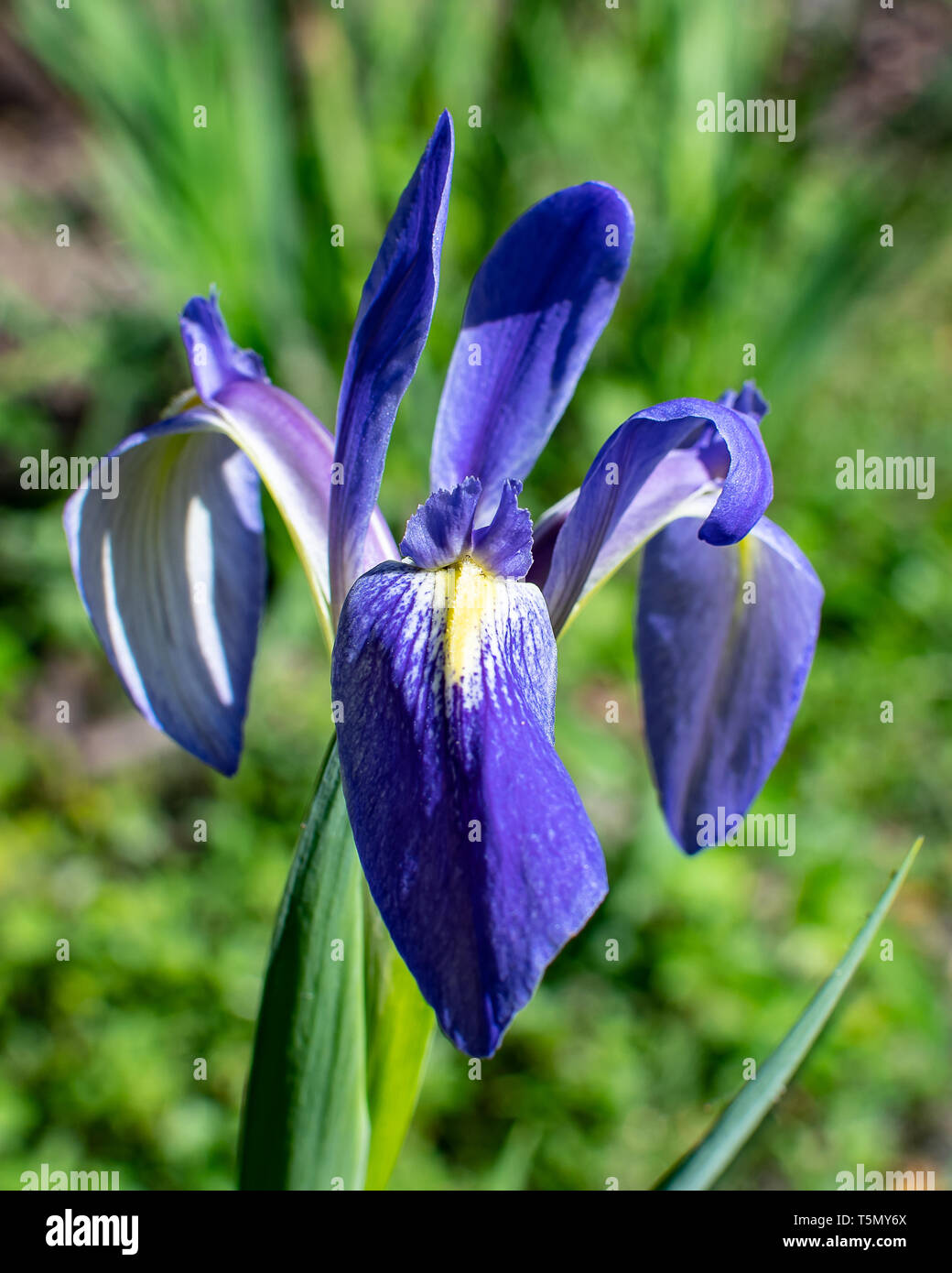 Native florida plant hi-res stock photography and images - Alamy