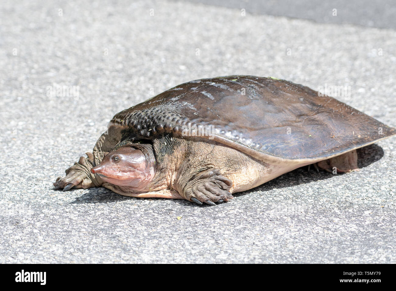 Florida soft shelled turtle hi-res stock photography and images - Alamy