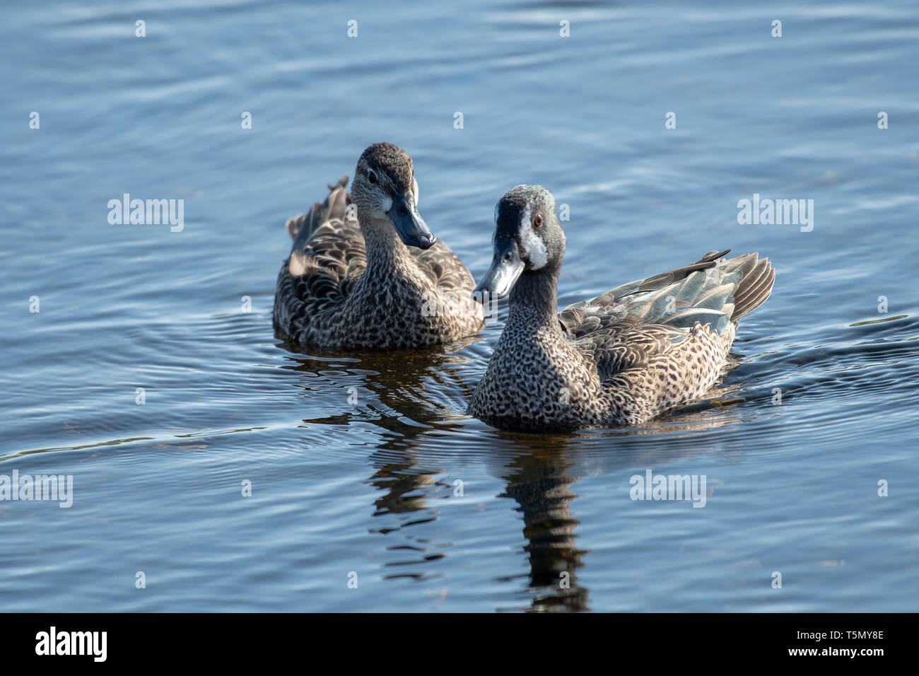Teal ducks hi-res stock photography and images - Alamy