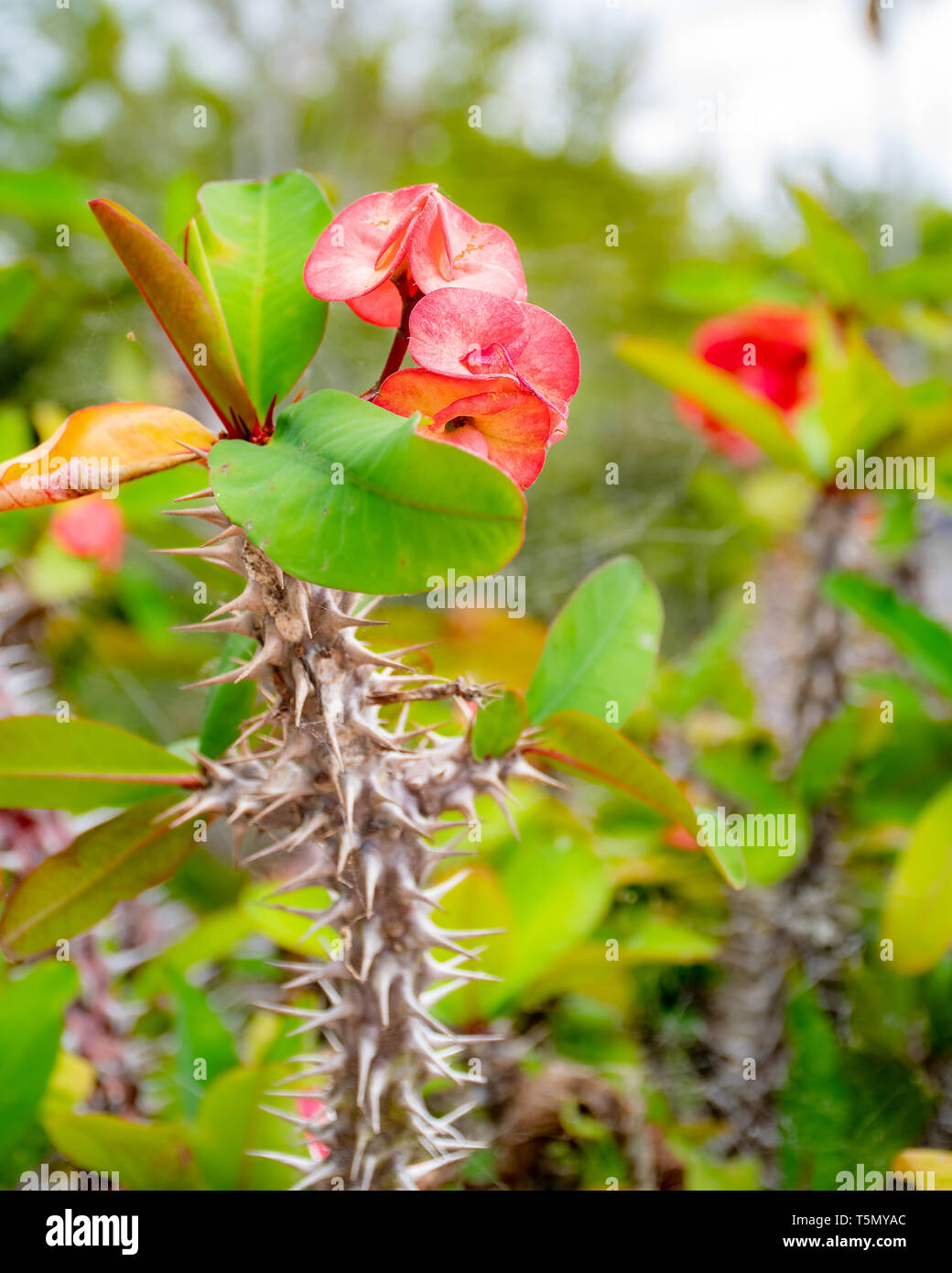 Red thorns hi-res stock photography and images - Alamy