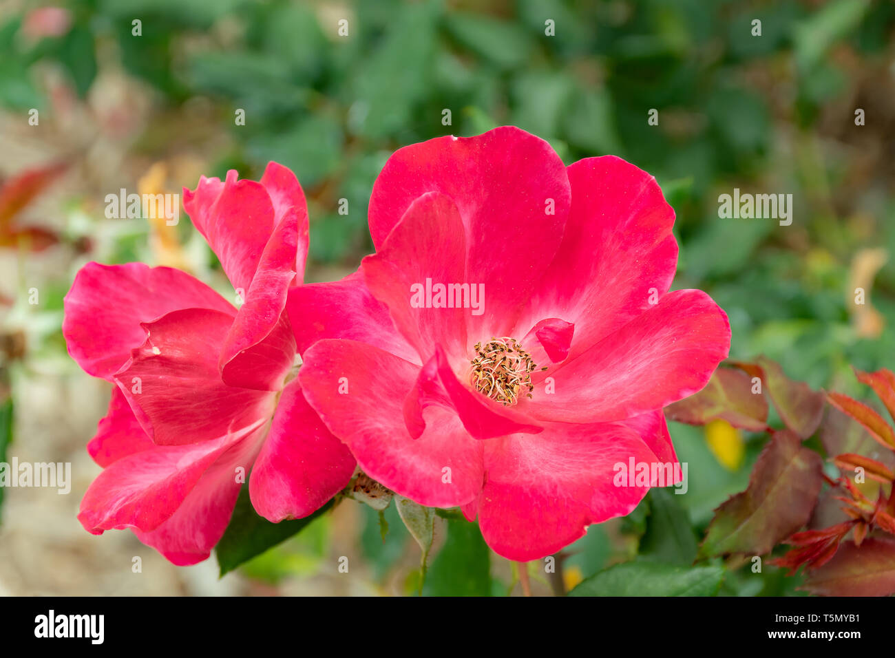 Red rose in full bloom hi-res stock photography and images - Alamy