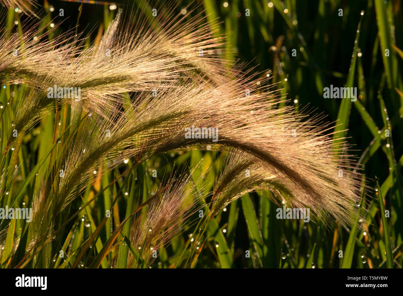 Foxtail grass, San Joaquin River National Wildlife Refuge, California ...