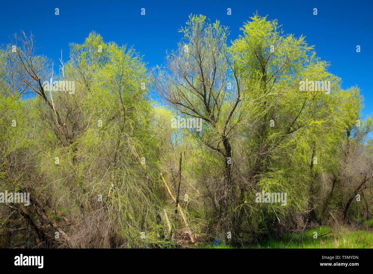Willows california hi-res stock photography and images - Alamy