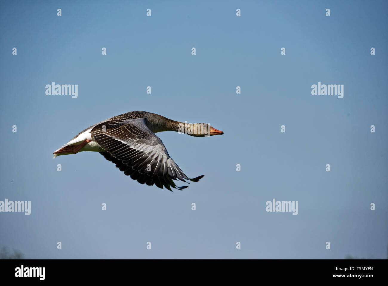 Fliegende Stock Photos & Fliegende Stock Images - Alamy