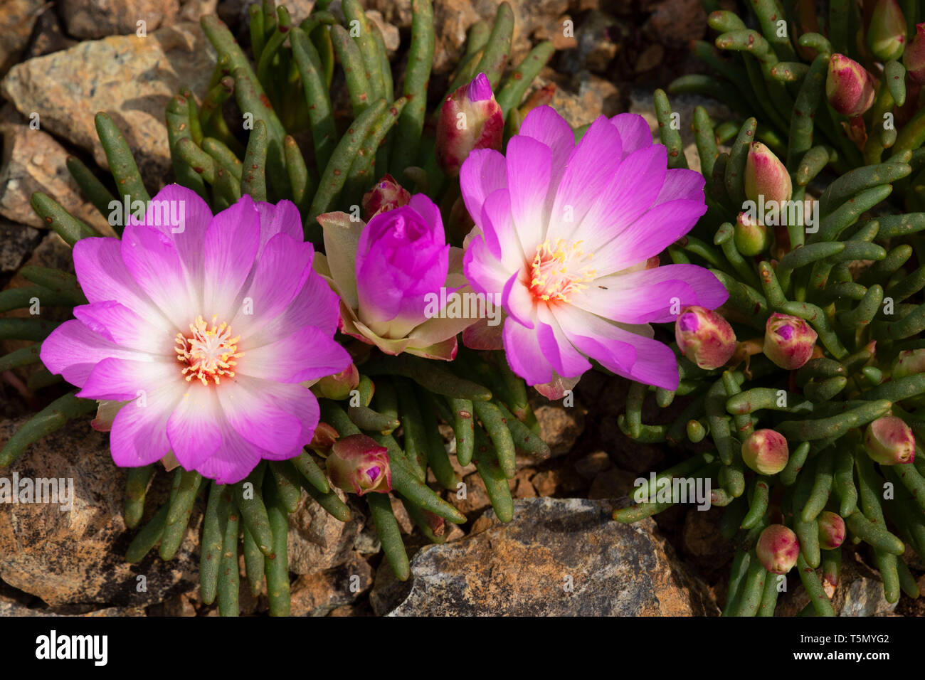 Lewisia rediviva hi-res stock photography and images - Alamy