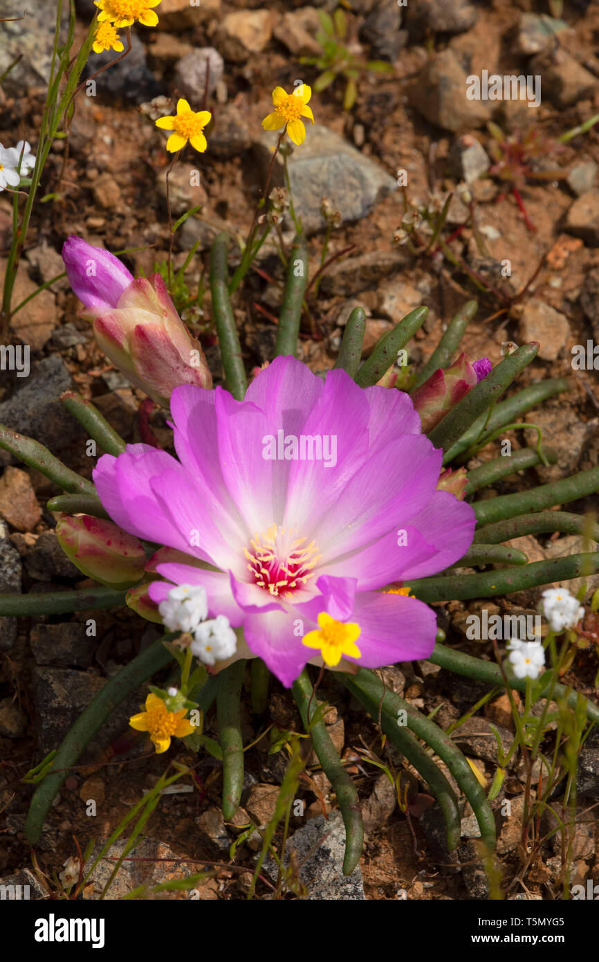 Bitterroot hi-res stock photography and images - Alamy